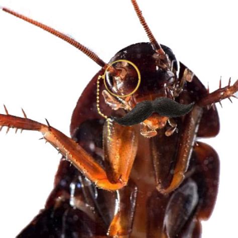 Ray The Roach Interviewing A Legend The Emory Spoke