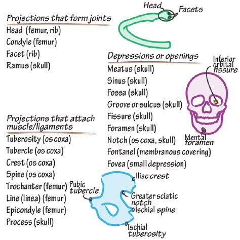 Fossa Bone Example