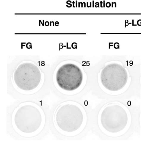 Antigen Sensitization Specific Antibody Production To β Lactoglobulin