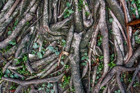 How Do Tree Roots Help Anchor And Sustain The Entire Trees Growth