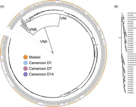 Genetic Diversity And Microevolution In Clinical Cryptococcus Isolates