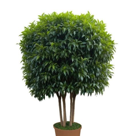 Un Gran árbol En Una Maceta Con La Palabra árbol En él Foto Premium