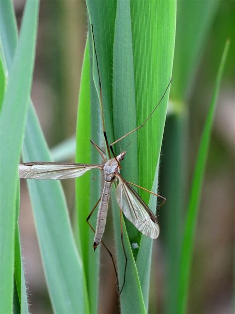 모기 곤충 자연 Pixabay의 무료 사진