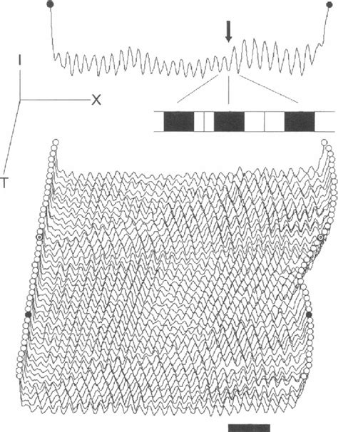 Figure From Self Organized Cyclic Patterns In Muscles And Microscopic Swimming Semantic