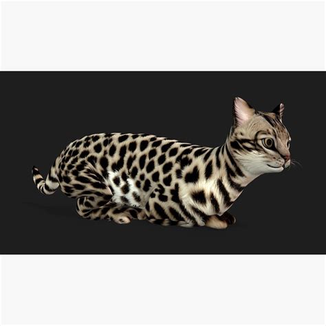 Leopard Cat A2 3d 모델 다운로드 포유류 On