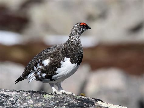 12 Birds That Use Camouflage To Blend Into Their Surroundings