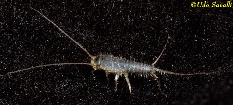 Bio385 Arthropoda Insecta