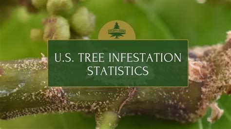 Us Tree Infestation Statistics