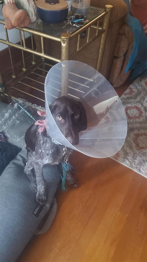 Buggy June Bug Ate A Foam Ball R Germanshorthairs
