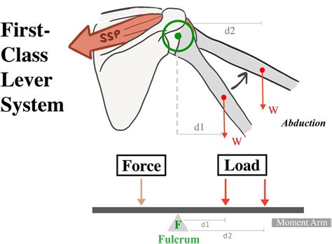 Gliding Joint Lever System At James Winkel Blog
