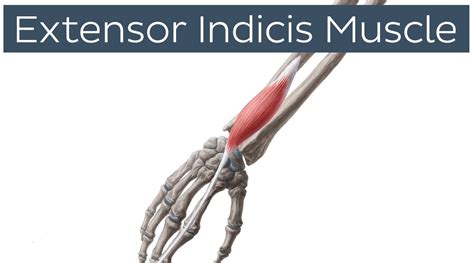 Extensor Indicis Definition Origin Proprius Function And Pictures Bodterms