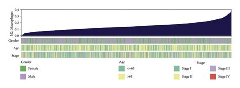 Exploration Of M2 Macrophages In Lung Cancer A Quantification Of M2 Download Scientific