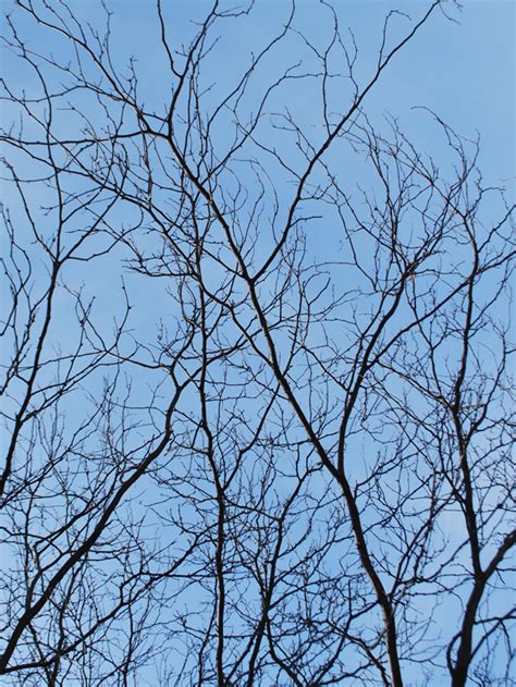 Basic Tree Tree Identification Regional And Community Forestry Babe Of Natural Resources