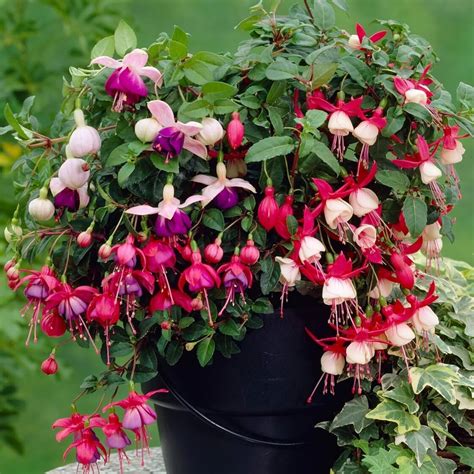 35 Seeds Mix Fuchsia Hanging Flower Seeds For Home Garden Grow In