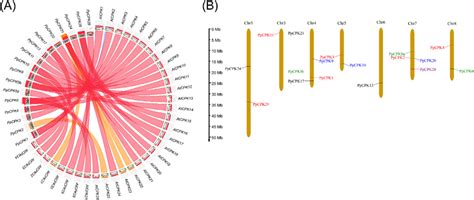 Synteny Map Of Cpk Genes Of Arabidopsis With Peach A And Chromosomal