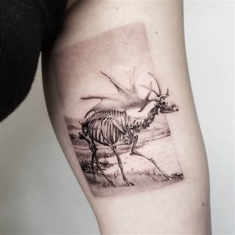 Moose Skeleton Anatomy