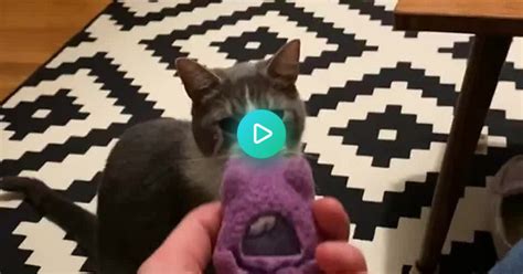 my cat plays fetch but only with his carbot zergling toy nothing else on imgur