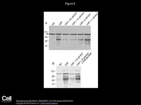 Volume 9 Issue 2 Pages August 2005 Ppt Download