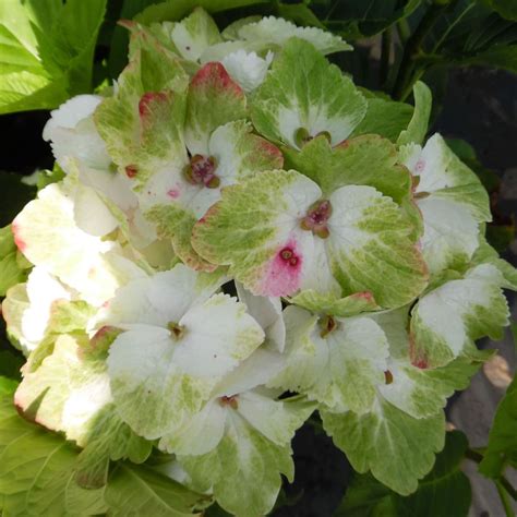 Hydrangea Macrophylla Magical Noblesse Hokomano Pbr H