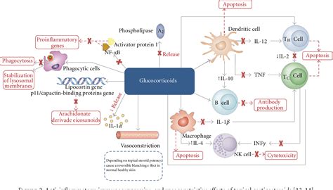 Figure 4 From Mechanisms Of Action Of Topical Corticosteroids In