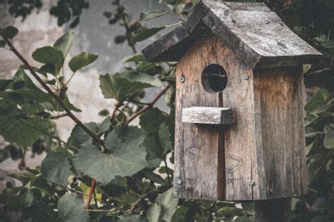 How To Attract Birds To A Nest Box The Bird House