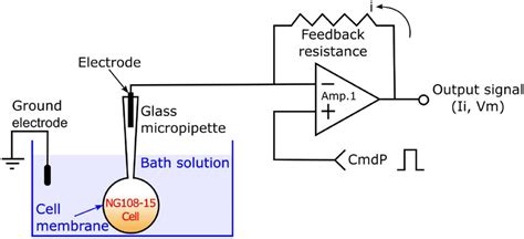 Schema Of The Configuration Of The Standard Patch Clamp System When