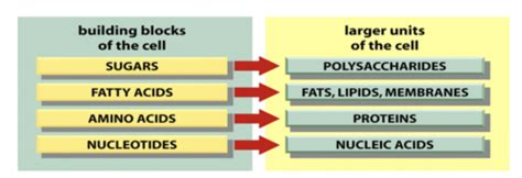 Molecular Forces Ph And Buffer Flashcards Quizlet