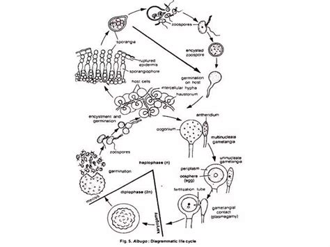 Life Cycle Of Pythium Albugo Erysiphe Claviceps Ustilao And Puccinia Fungi Pptx