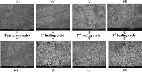 Sem Micrograph Of The Crack Surface As Shown In Figure 4 From The