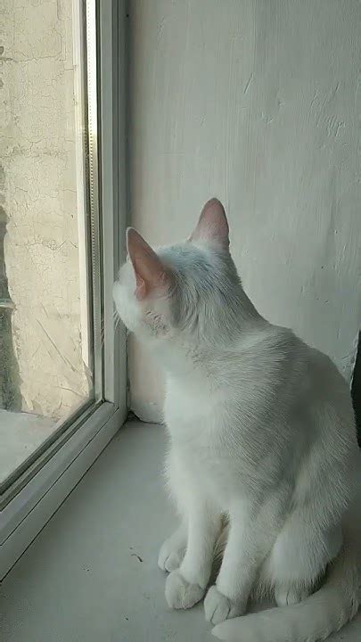 Белый пушистик - YouTube