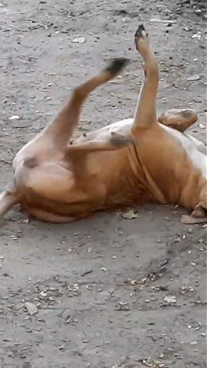 Что с ней рекемендаци собаки вязка Sex Youtube