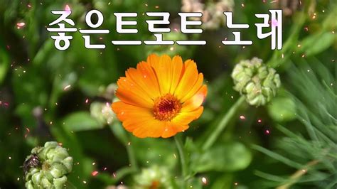 하루 종일 들어도 좋은 노래 30곡모음 🌻 술술 넘어가는 트로트메들리 🌻 경쾌한 트로트 30곡 Youtube