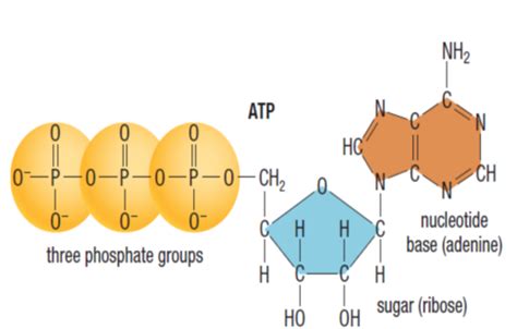 ATP Breakdown Flashcards Quizlet