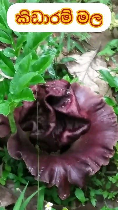 කිඩාරම් අල පිලිකාවට Youtube