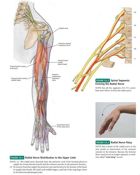Radial Nerve Distribution Spinal Segments And Radial Nerve Palsy