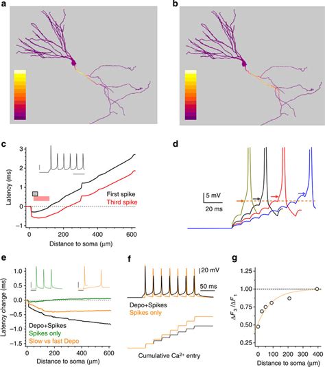 A Neuron Granule Cell Model Points To Excitation Dependent Inactivation