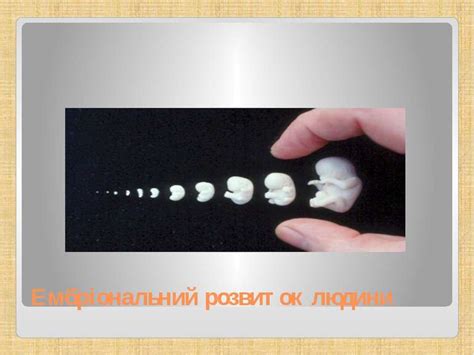 Ембріональний розвиток людини презентація з біології