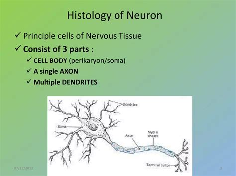 Nervous Tissue Histology Pptx