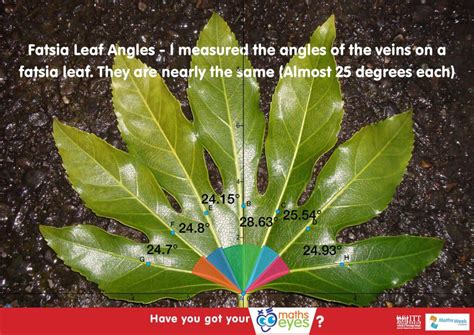 Leaf Have You Got Maths Eyes