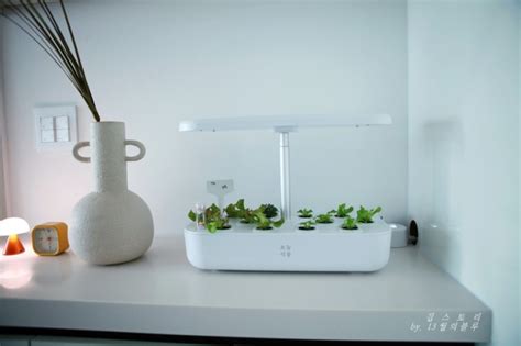 집에서 상추 키우기 수경재배기 활용하여 상추 씨앗 심기 오늘식물 네이버 블로그