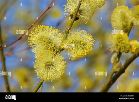 Weidenk Tzchen Catkin Stock Photo Alamy