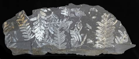 13 8 Fossil Seed Fern Plate Pennsylvania 32708 For Sale