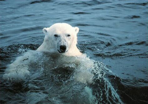 Polar Bears Are Drowning In The Arctic The Conservationist Flickr
