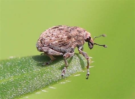 Brown Weevil Acanthoscelidius Acephalus Bugguide Net