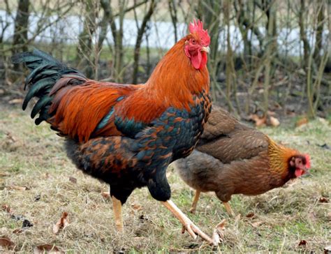 Welsumer Som Snart Blir Föräldrar Brandkårsskogen