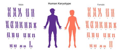 30600 Chromosome Stock Illustrations Royalty Free Vector Graphics