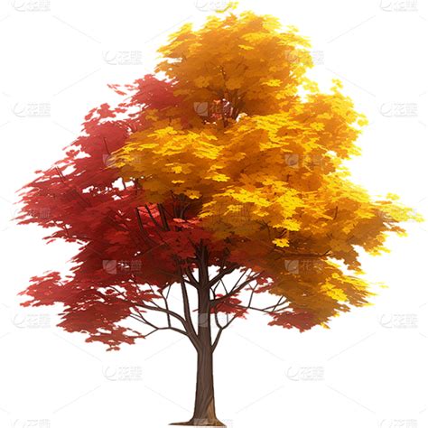 秋季秋天手绘插画植物树木