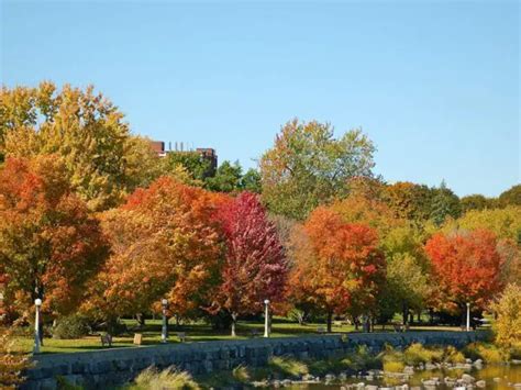 How Fast Does A Maple Tree Grow Growth Rate Full Size