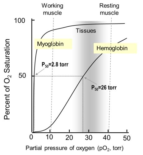 Protein Structure And Function Hemoglobin And Myoglobin Flashcards Quizlet