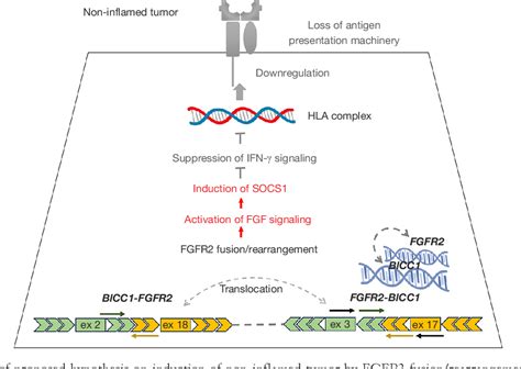 [pdf] The Role Of Fgfr Inhibitors In The Treatment Of Intrahepatic Cholangiocarcinoma—unveiling